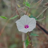 Grow With The Flow – Lani Flowers